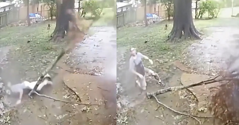 Man Narrowly Misses Getting Hit By A Falling Branch In The Stomach