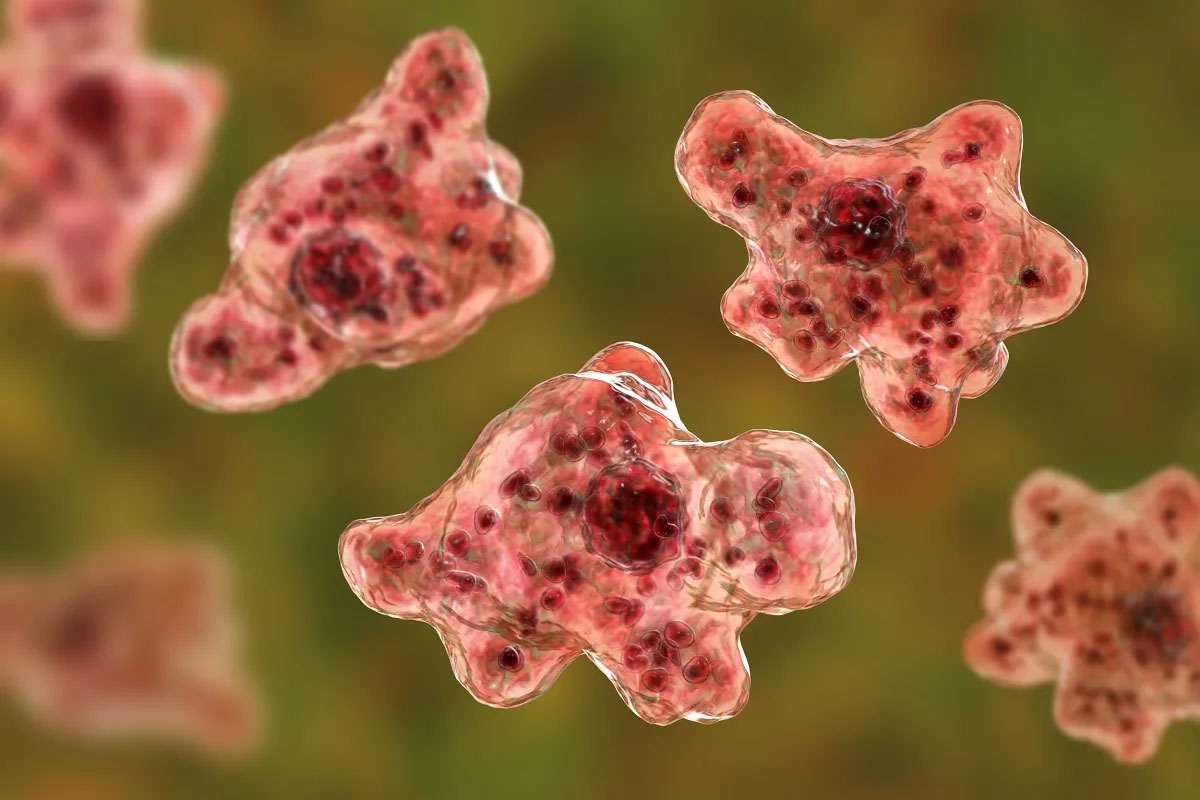 Explained: What Is The Infection Caused By Brain-Eating Amoeba?