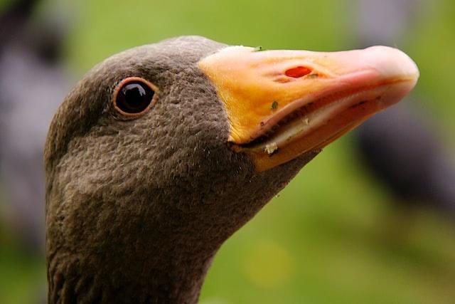 Man Wears 'Beak Mask' While Eating At Restaurant
