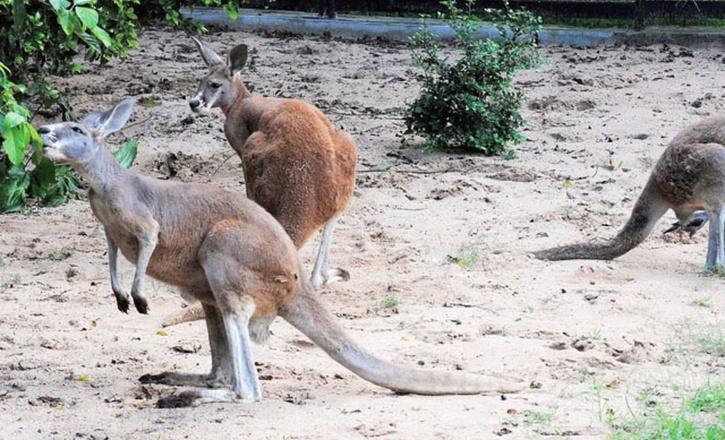 A Rescued Kangaroo In West Bengal Has Died, While The Last One Is ...