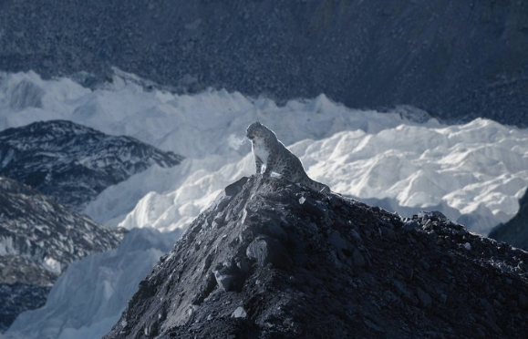 Lahaul Spiti की वादियों में आराम करता नज़र आया Snow Leopard, वायरल ...