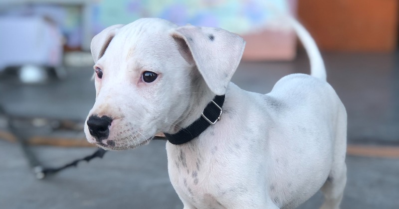 Gang Kidnaps Noida Man, Demands His Pet Dog As Ransom