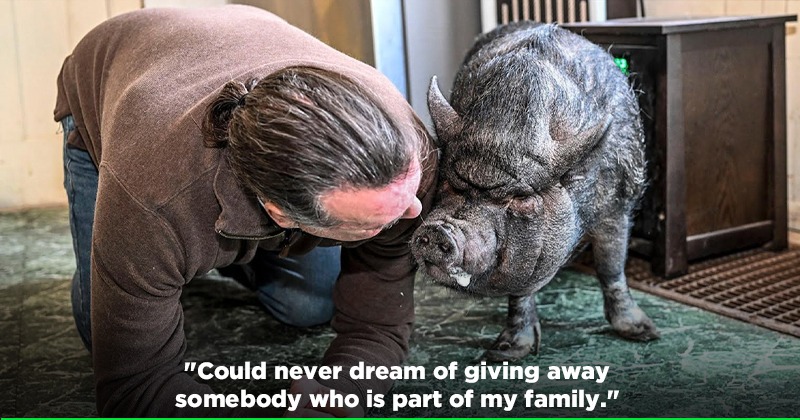 Man Fights Legal Battle To Keep Pig In His House For 'Emotional Support ...