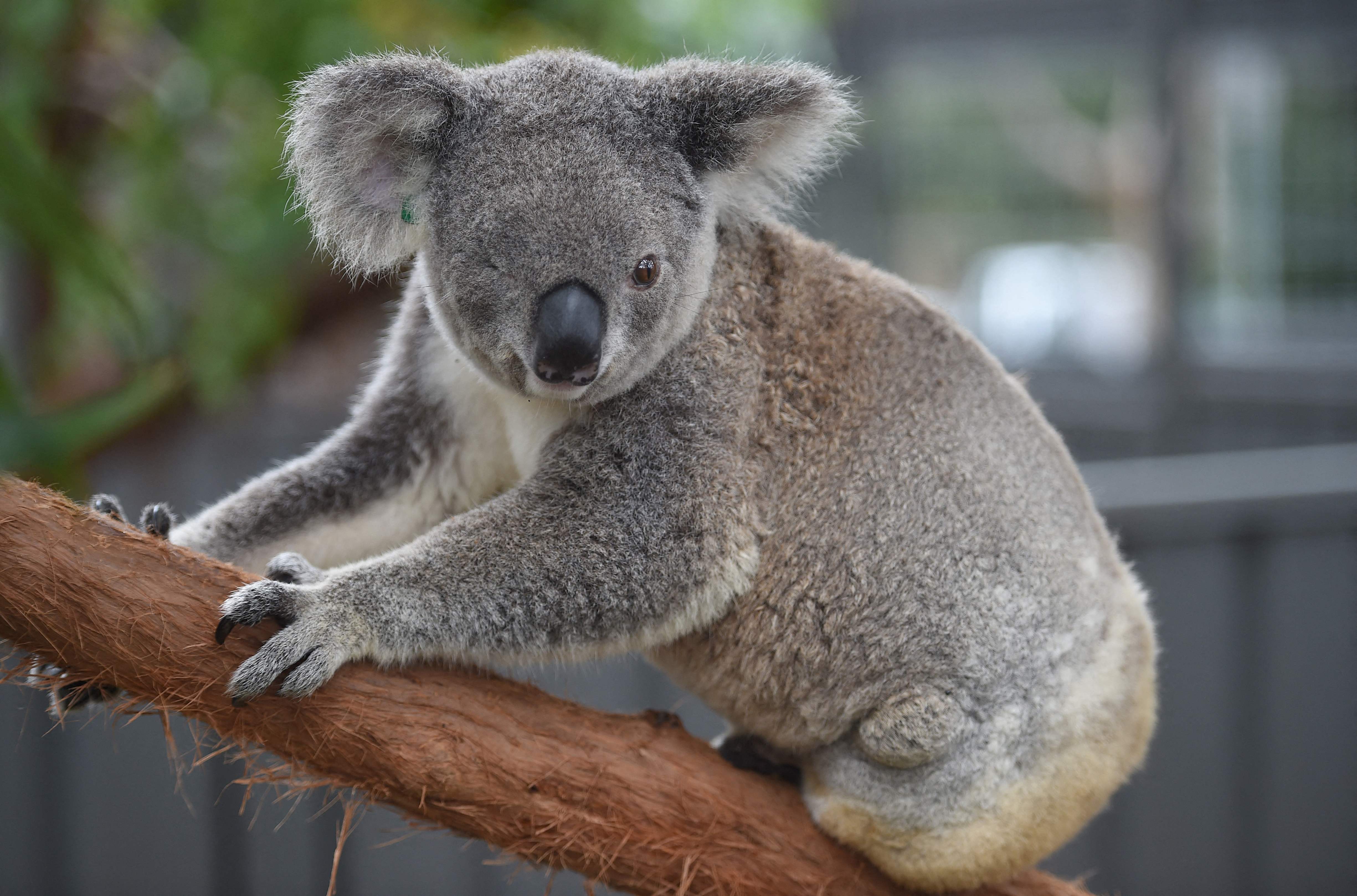 Australia Has Now Listed Koala An Endangered Species Because Their ...