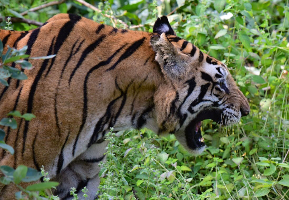 The Story Of Champawat Maneater, An Injured Tigress That Went On To ...