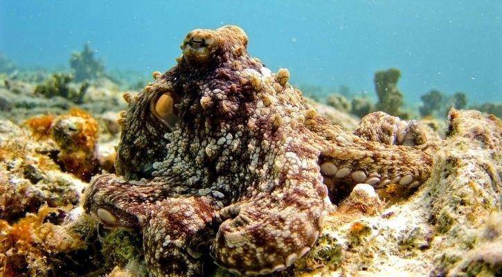 Octopus-Inspired Camouflage Tech Built By Scientists For Hiding In ...