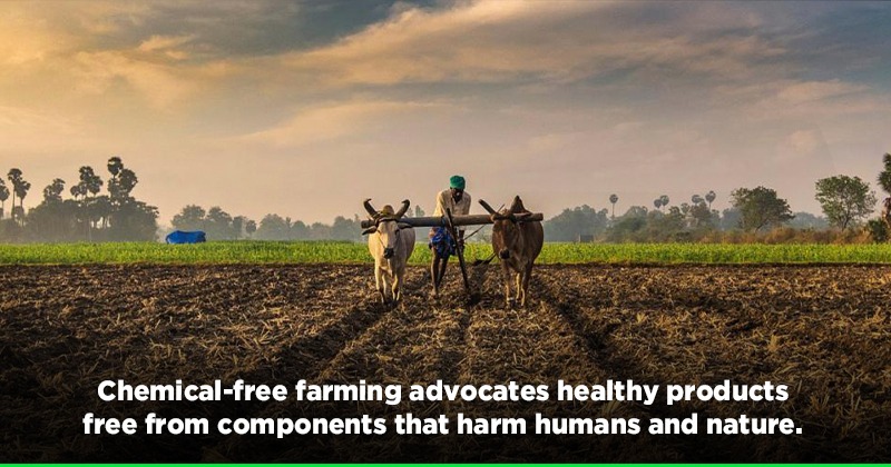 Chemical-Free Natural Farming Near Ganga: How It Will Help Farmers ...