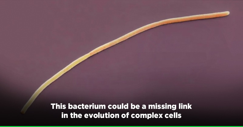 World's Biggest Bacteria Ever Discovered Is A 2-Centimetre Long String