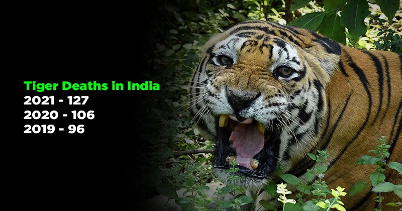 India Lost 127 Tigers Last Year, 21 More Deaths Compared To 2020 Data