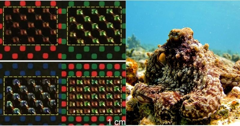 Octopus-Inspired Camouflage Tech Built By Scientists For Hiding In ...