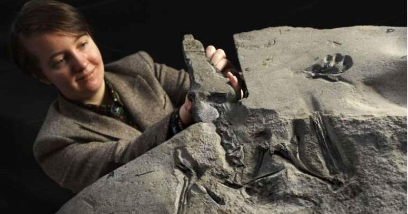 170-Million-Year-Old Pterosaur Fossil Discovered In Best Preserved ...