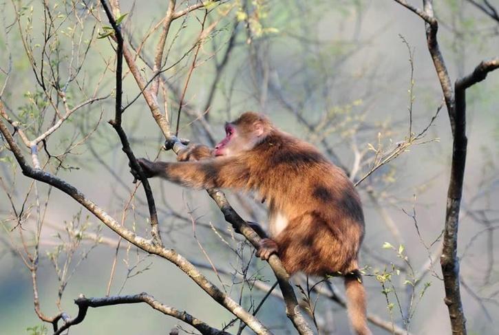 White Cheeked Macaque Discovered In Arunachal Pradesh Becomes India's ...