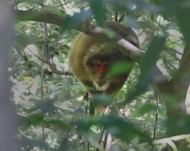 White Cheeked Macaque Discovered In Arunachal Pradesh Becomes India's ...