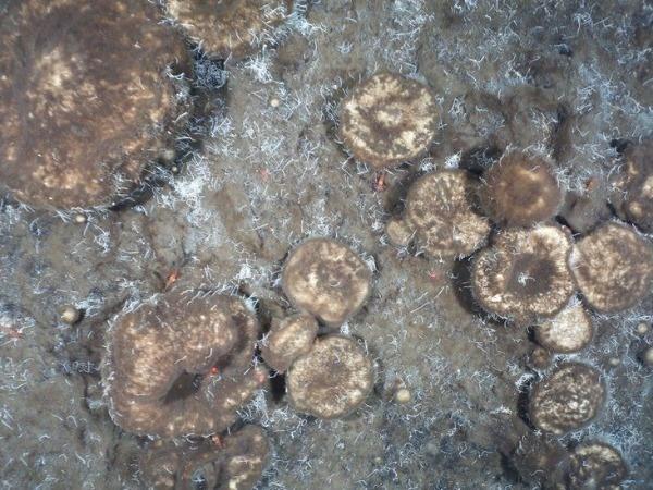 Mystery Of Gardens Sustaining Ancient 'Alien' Lifeform In Arctic ...