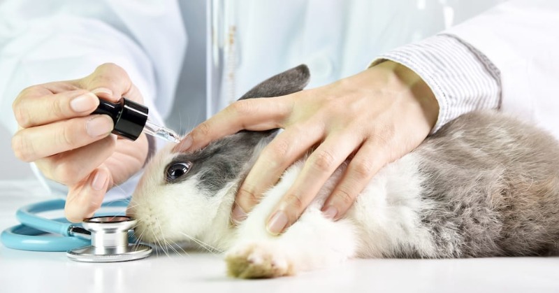 Switzerland May Become First Country To Completely Ban Animal Testing ...