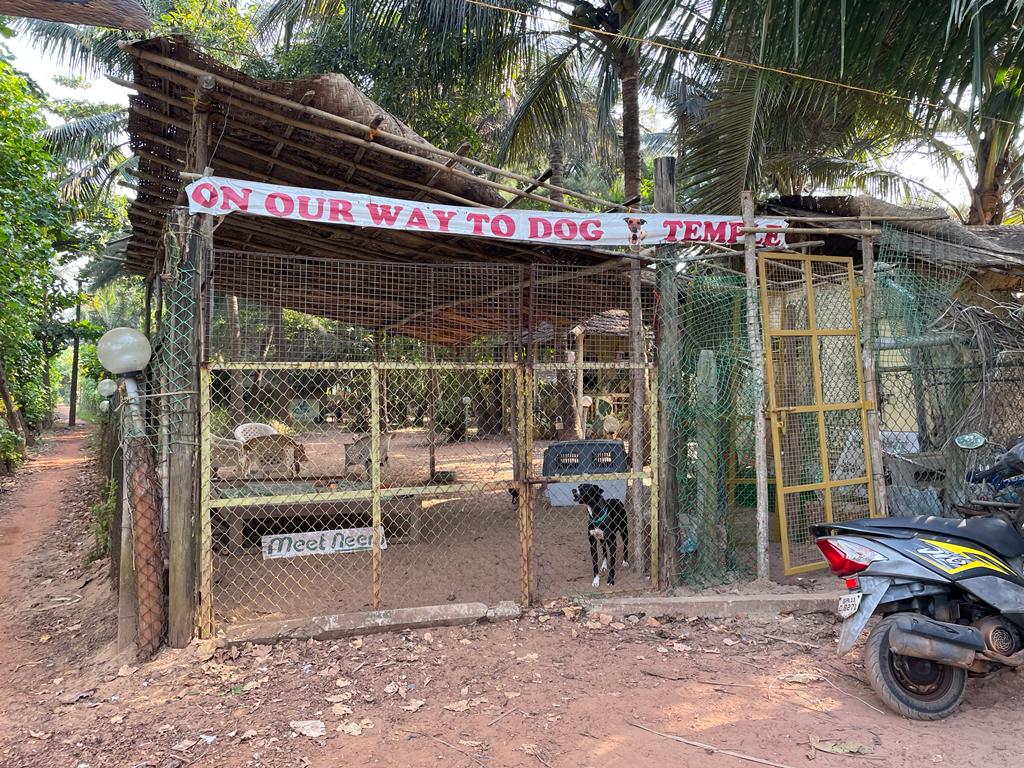 In Goa, A Dog Temple Where Abandoned Fur Friends Find Love And A ...