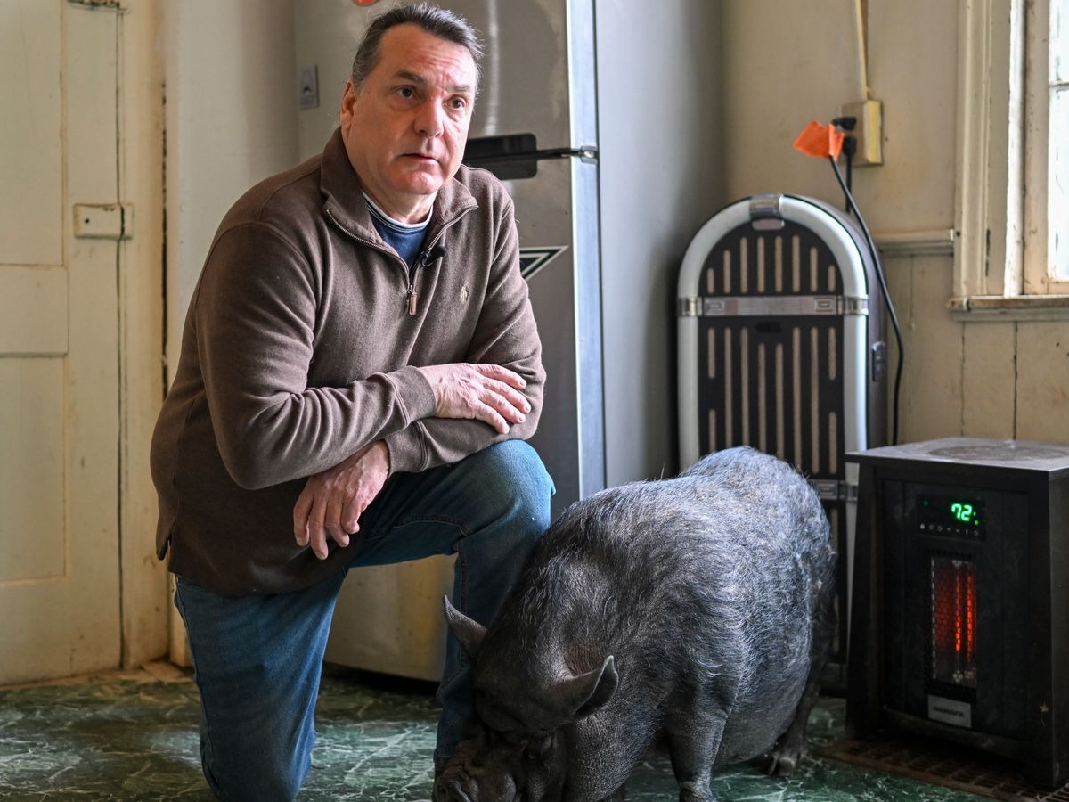 Man Fights Legal Battle To Keep Pig In His House For 'Emotional Support ...