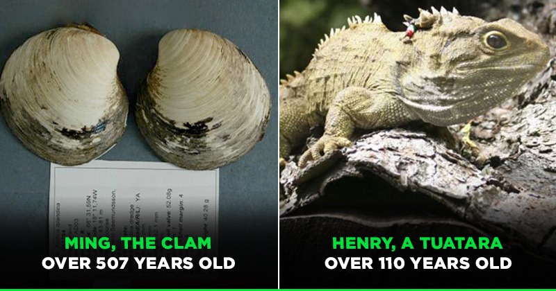 These Are 11 Oldest Animals In The World And Some Of Them Are Over 500 ...