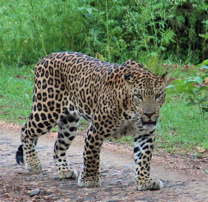 Mother Saves Daughter From Leopard Attack