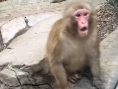 Monkey Shocked After Man Shows Magic Trick