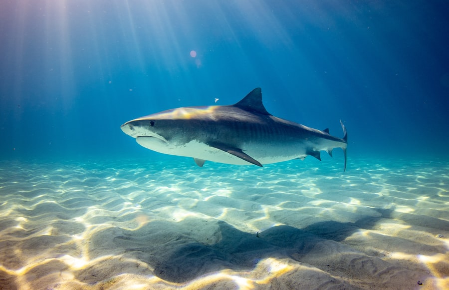 Explained: What is Shark Finning? How Illegal Finning Has Resulted In ...