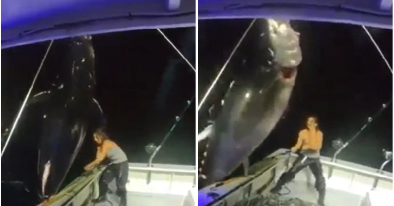 Solo Woman Hauls 450kg Bluefin Tuna Fish Into Boat