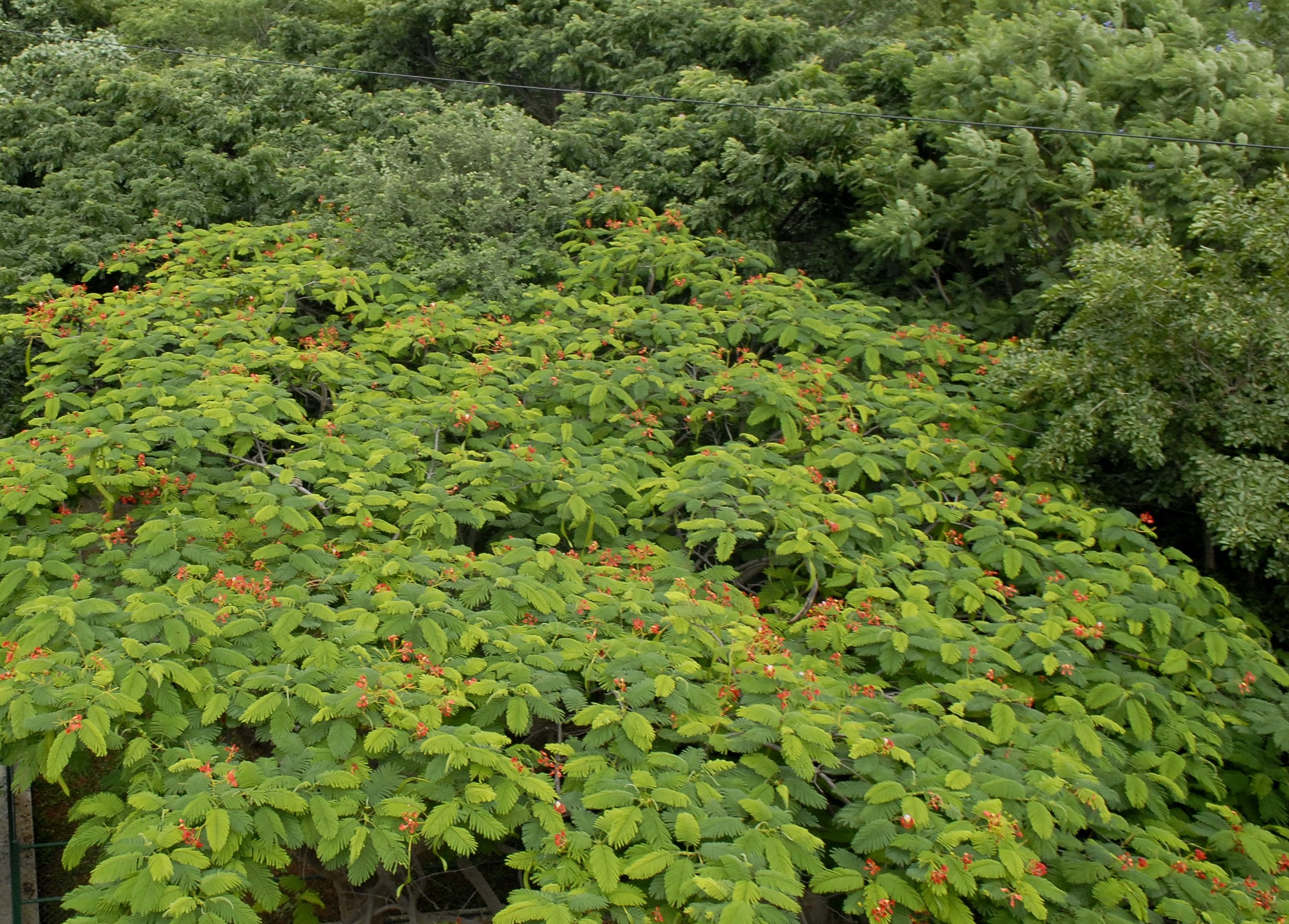 Forest, Tree Cover In India Increased By 2,216 Sq Km In 2 Yrs; Andhra ...