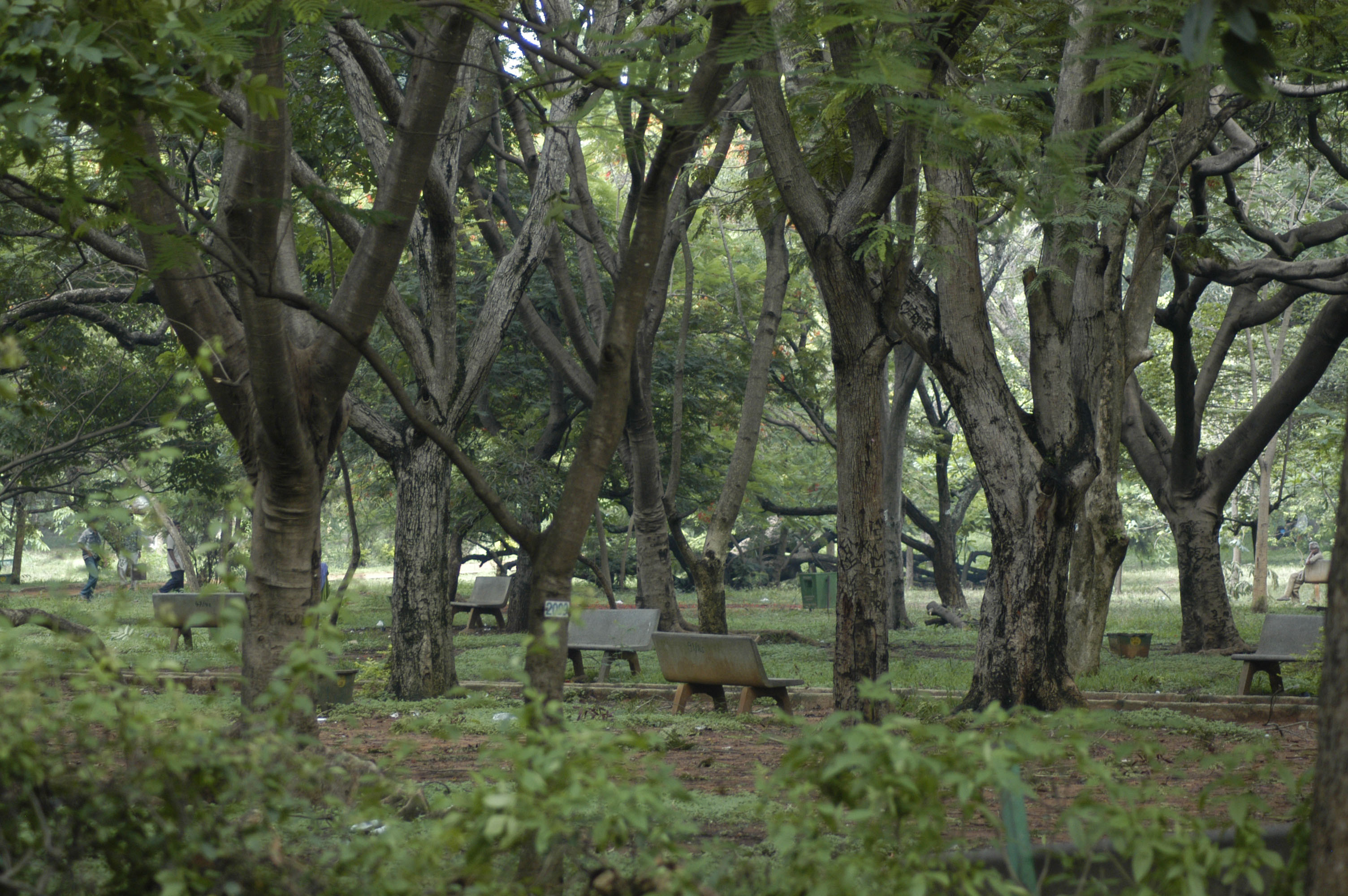 Forest, Tree Cover In India Increased By 2,216 Sq Km In 2 Yrs; Andhra ...