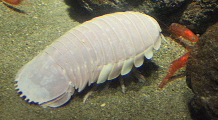 Moon And Sun’s Gravity Affects Plant And Animal Behaviour On Earth ...