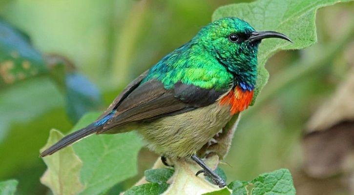 African Sunbird Species Has Been Singing Same Song For A Million Years ...