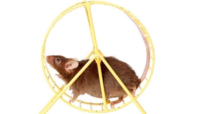 Starting Exercise In Old Age Rejuvenates Cells In Body, Shows Mice Study