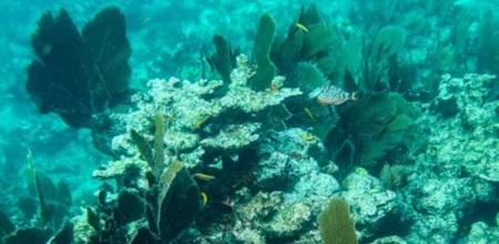 Rose-shaped Coral Reef Discovered Off The Coast Of Tahiti