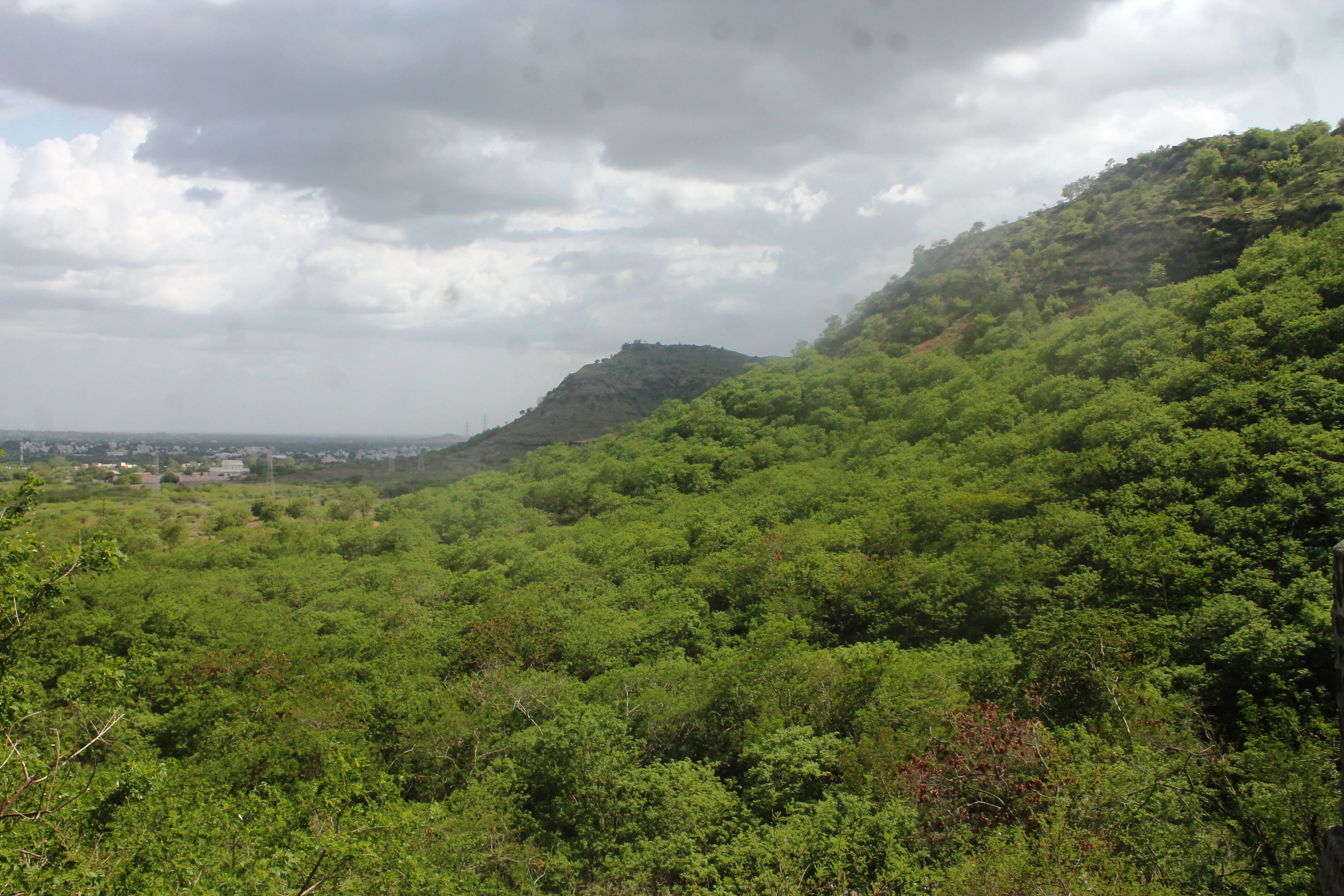 Forest, Tree Cover In India Increased By 2,216 Sq Km In 2 Yrs; Andhra ...