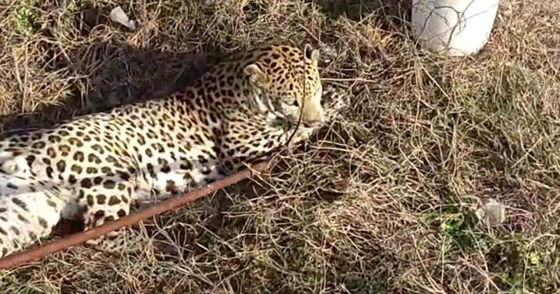 Leopard Found Injured After Being Hit By A Speeding Vehicle Near ...