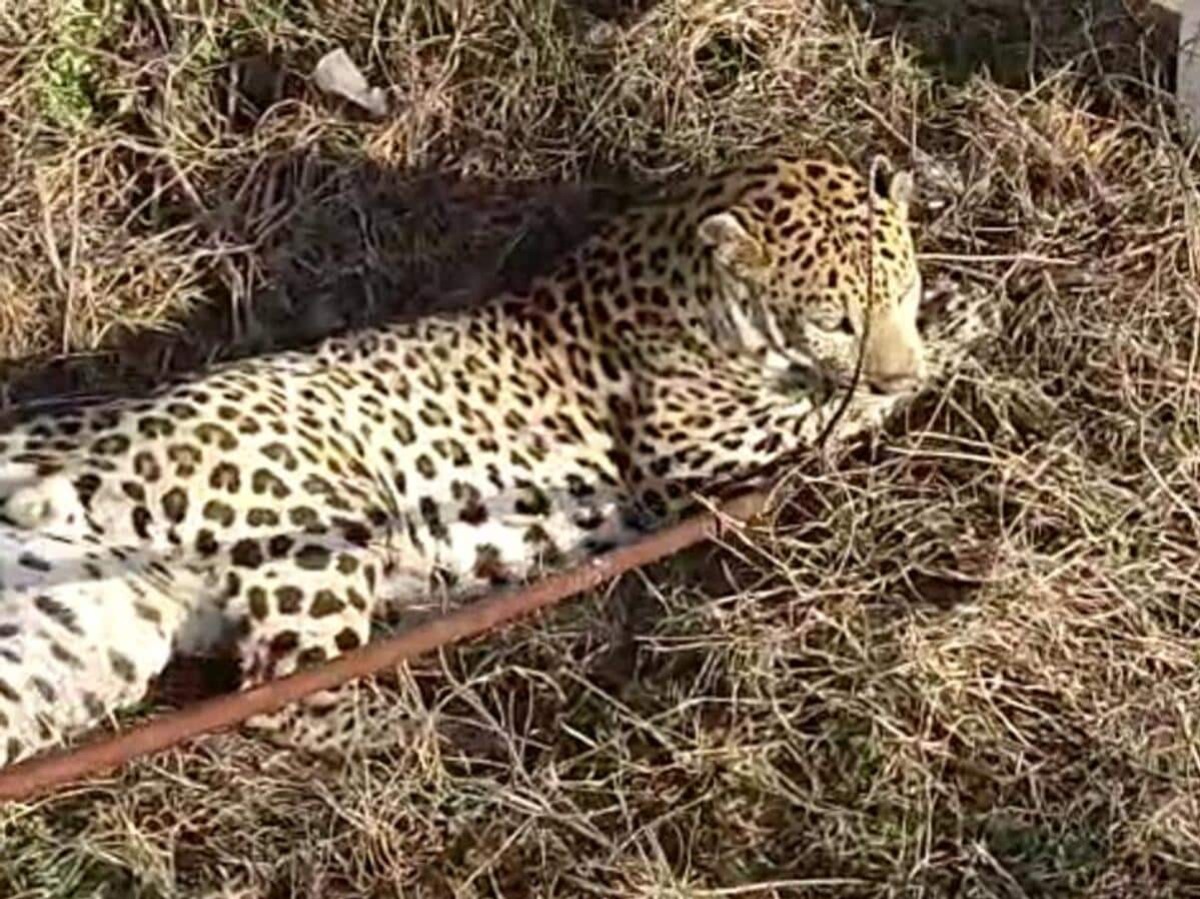 Leopard Found Injured After Being Hit By A Speeding Vehicle Near ...