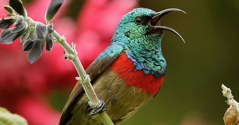 African Sunbird Species Has Been Singing Same Song For A Million Years ...