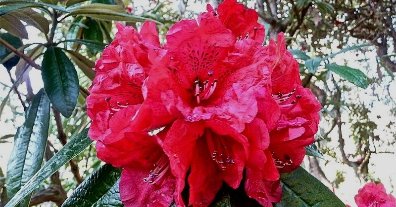 IIT Mandi Researchers Find Himalayan ‘Buransh’ Flower Stops Coronavirus