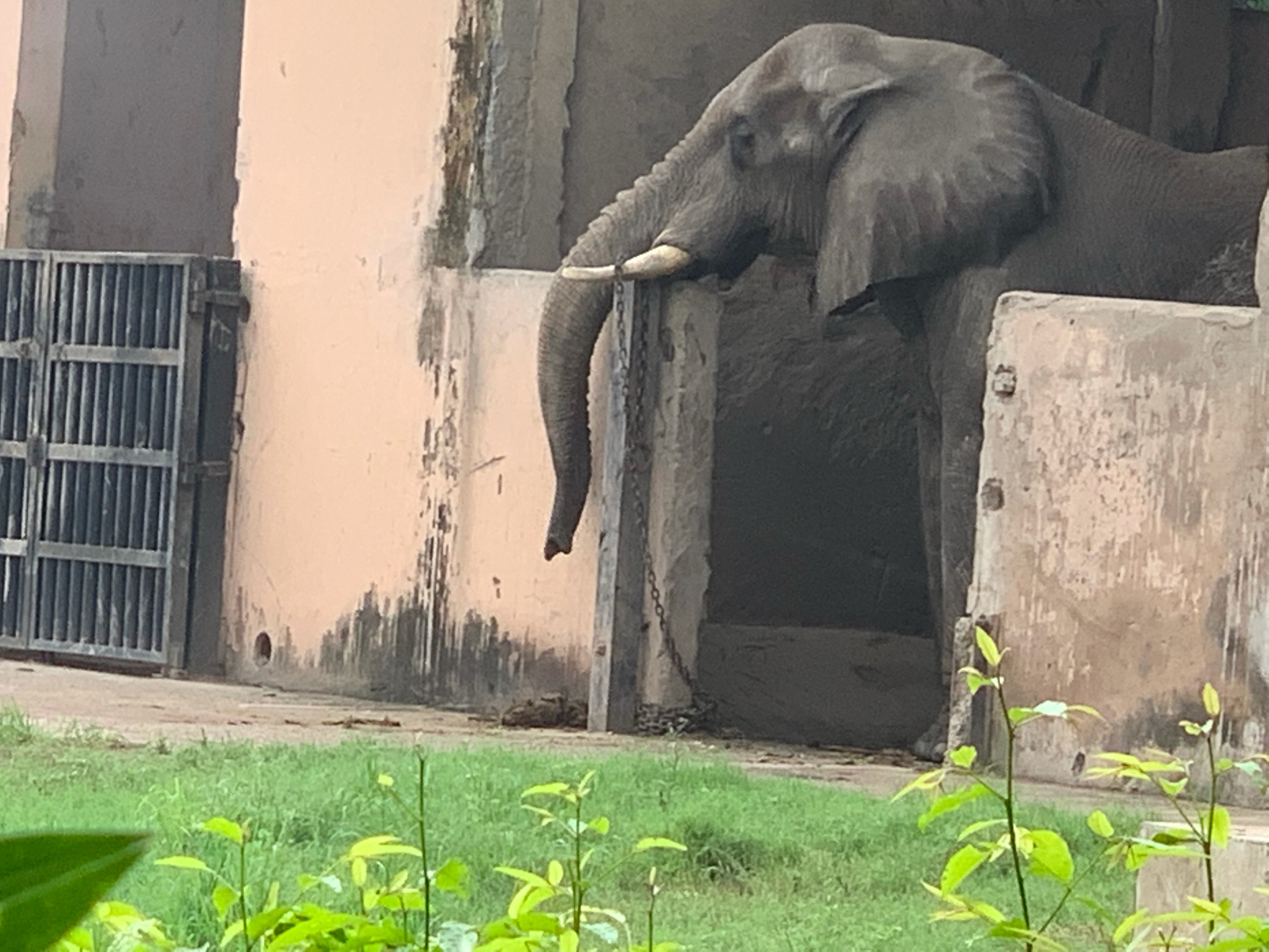 Will Shankar, Delhi Zoo's Lone African Elephant Be Freed After A Life ...