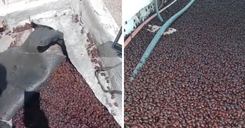 Millions Of Beetles Invade Argentinian Town, Causing Damage To Cars ...