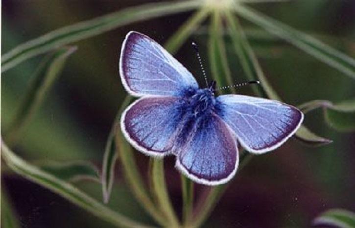 Extinct American Butterfly Species Called Xerces Blue Found In India