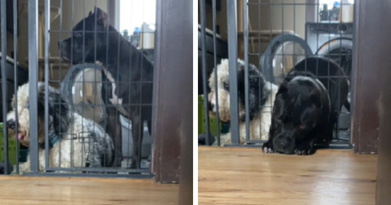 Woman Sets Up Camera To Find Out How Her Big Dog Was Escaping