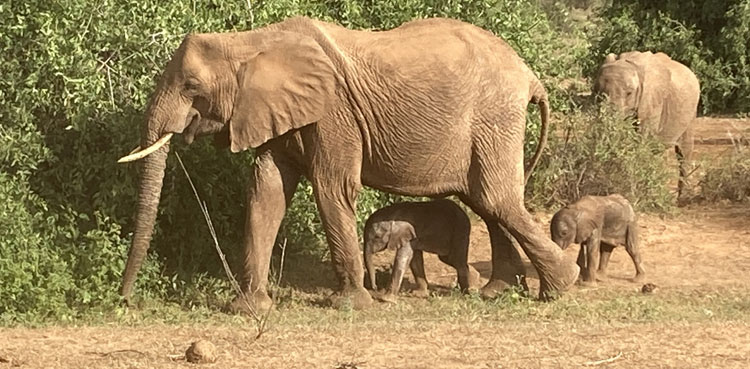 Kenya: Elephant Gives Birth To Twins In Rare Event