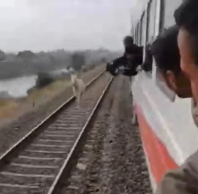 Horse Runs Between Moving Train & Stationary Carriage In Viral Video