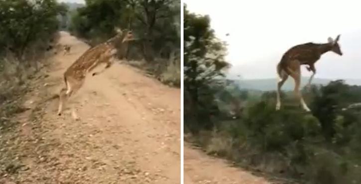 'What A Leap': Incredible Moment Deer Flies Through The Air And Safely ...