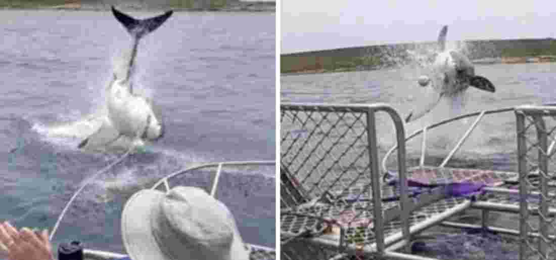 Great White Shark Leaps Out Of Water Metres Away From Tourist Boat