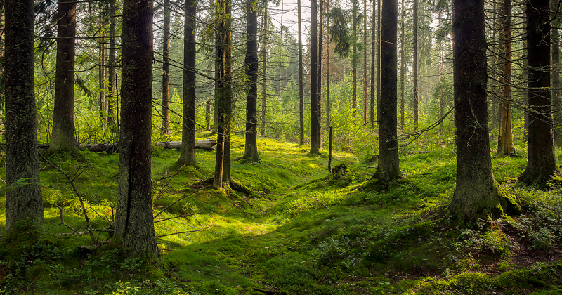 Forest, Tree Cover In India Increased By 2,216 Sq Km In 2 Yrs; Andhra ...