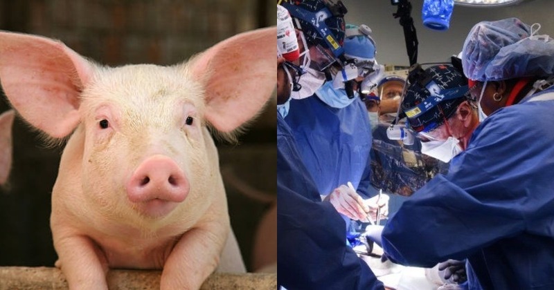In A First, Man Receives Transplant Of Genetically Modified Pig Heart