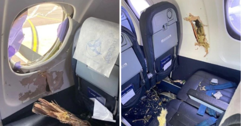 Large Bird Flies Into Plane Causing Propellor To Dangerously Smashes ...