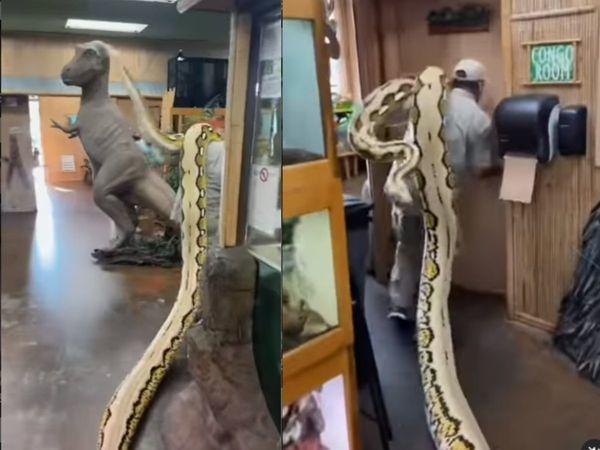 Watch: Zookeeper Carries Python