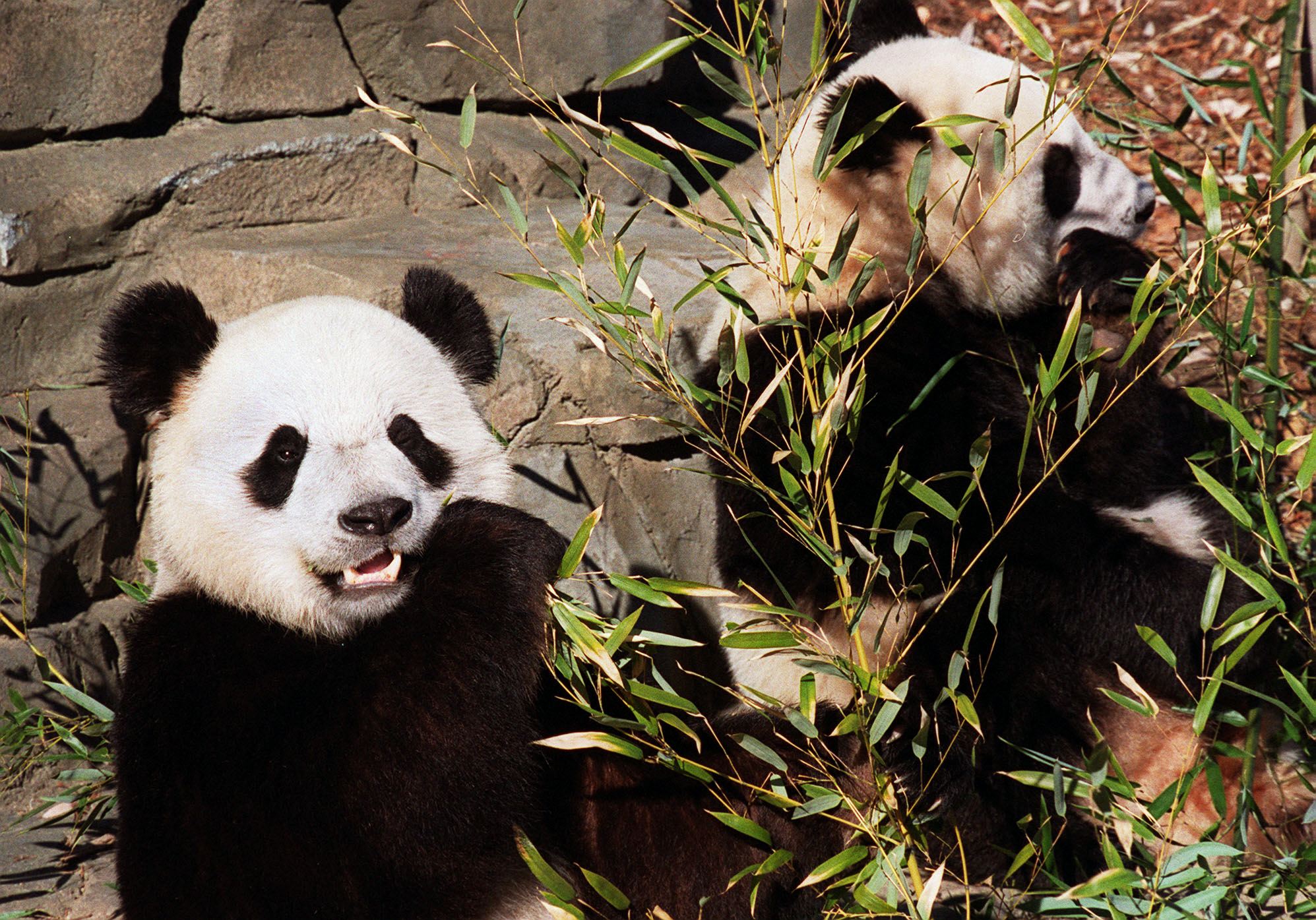 Explained: Study Revealed That Pandas Never Developed A Thumb, It's ...